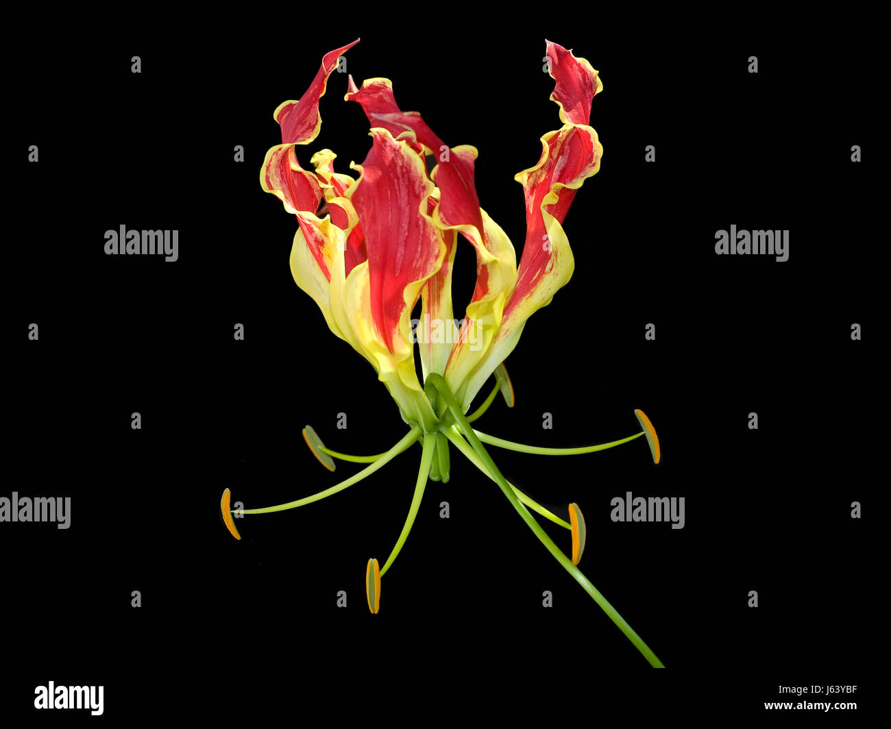 Gloriosa rothschildiana hi-res stock photography and images - Alamy
