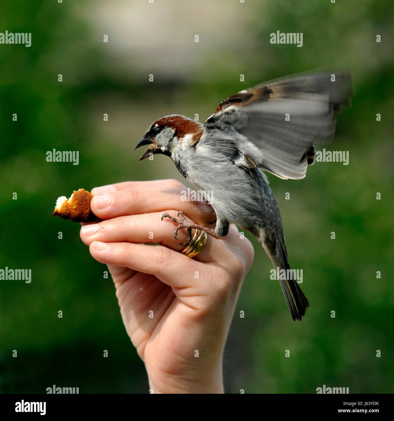 detail bird human human being paris sparrow giving fly flies flys ...
