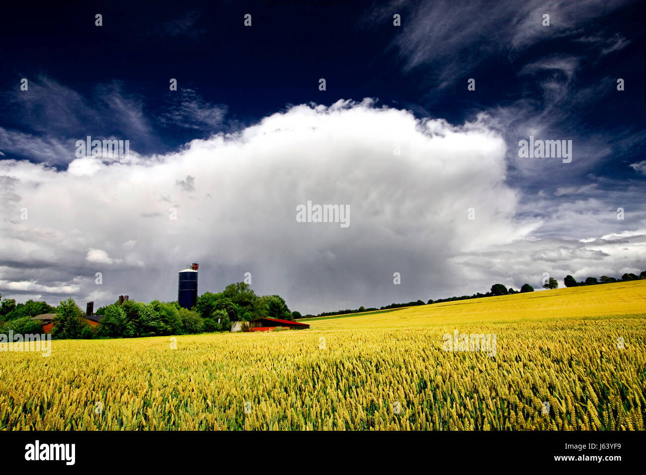 agriculture farming summer summerly spring wheat corn field silo ...