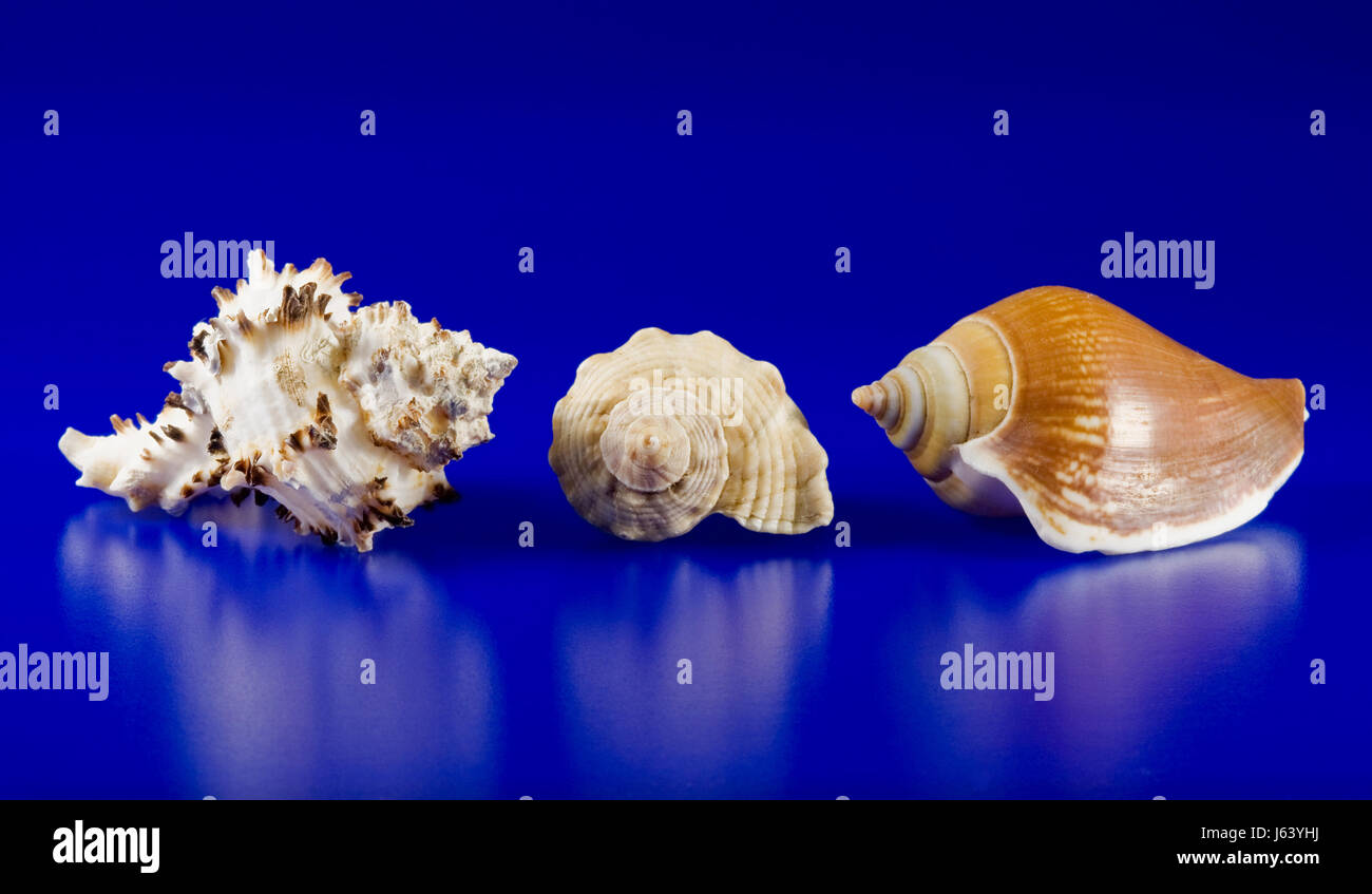 blue mollusc water mediterranean salt water sea ocean escargots snail ...