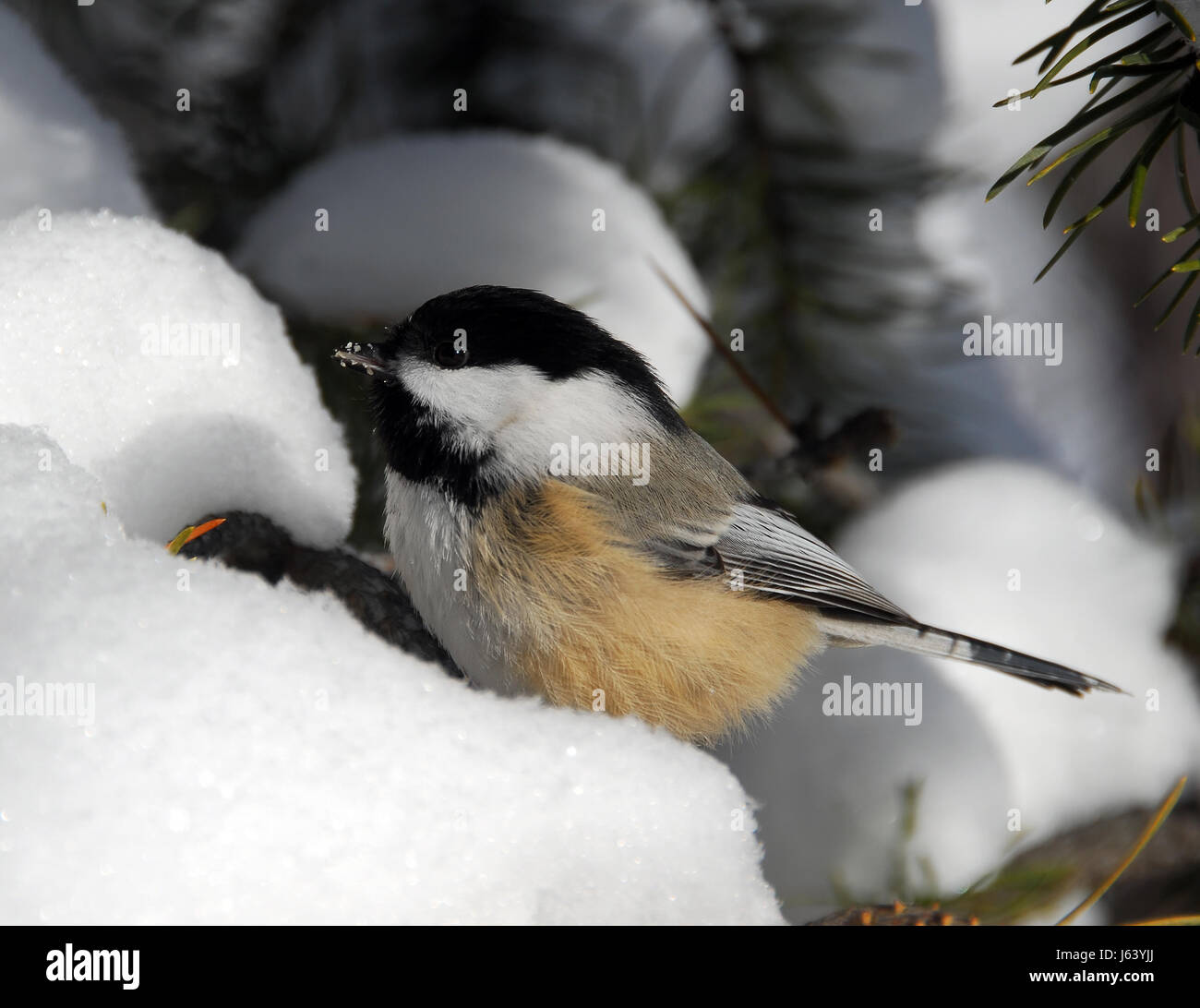 winter animal bird snow coke cocaine material drug anaesthetic ...
