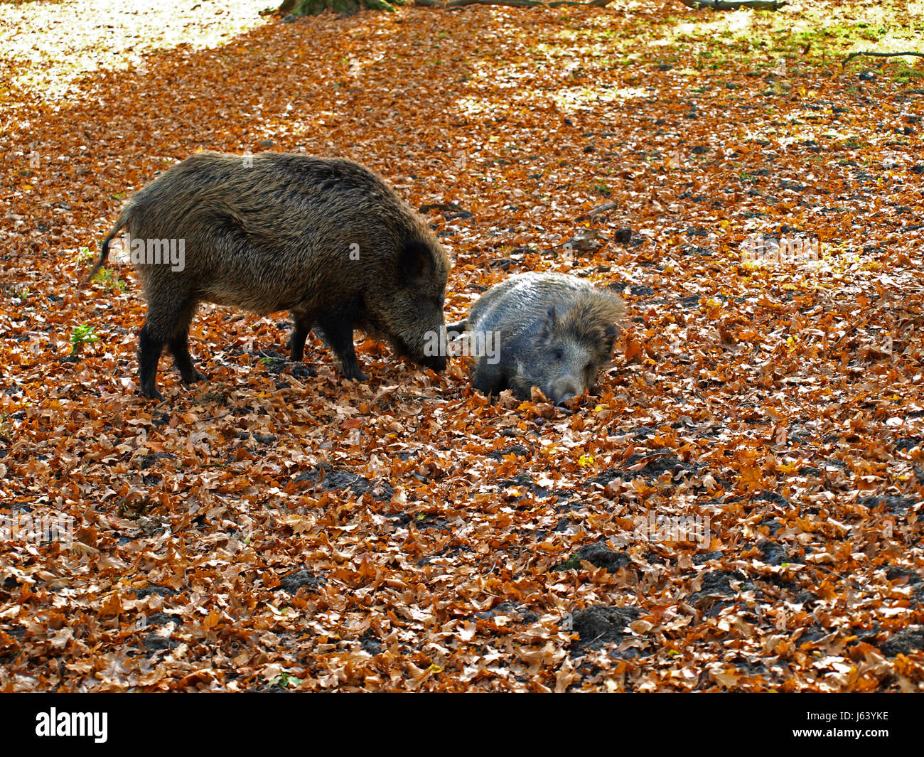 wild boar pig wild boars boars sow forest fall autumn leaves wildlife ...
