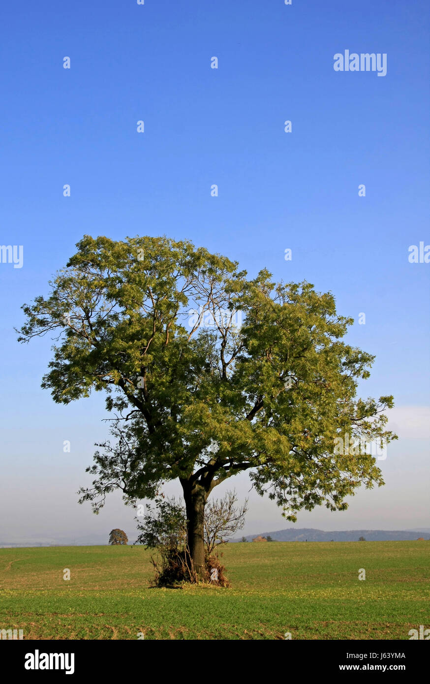 tree field solo locust tree meadow alone lonely scenery countryside ...