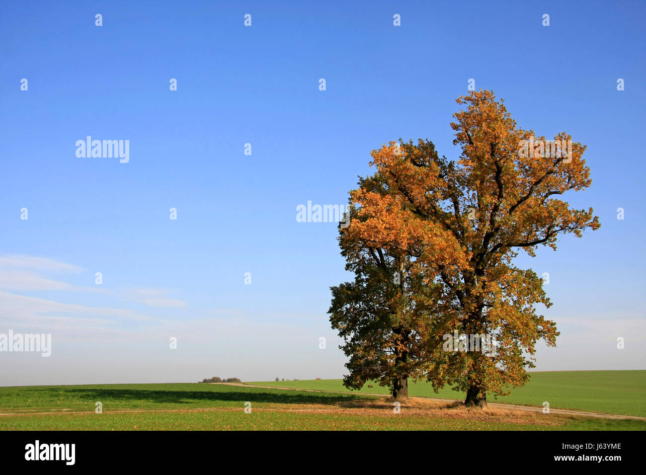 Alte eichen hi-res stock photography and images - Alamy