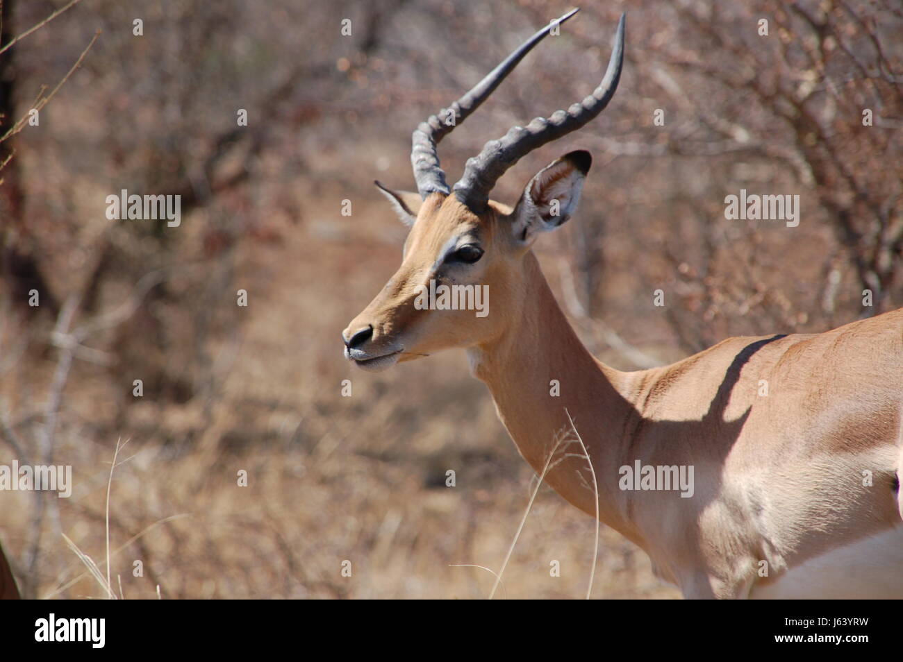 south africa safari gazelle environment enviroment animal national park ...