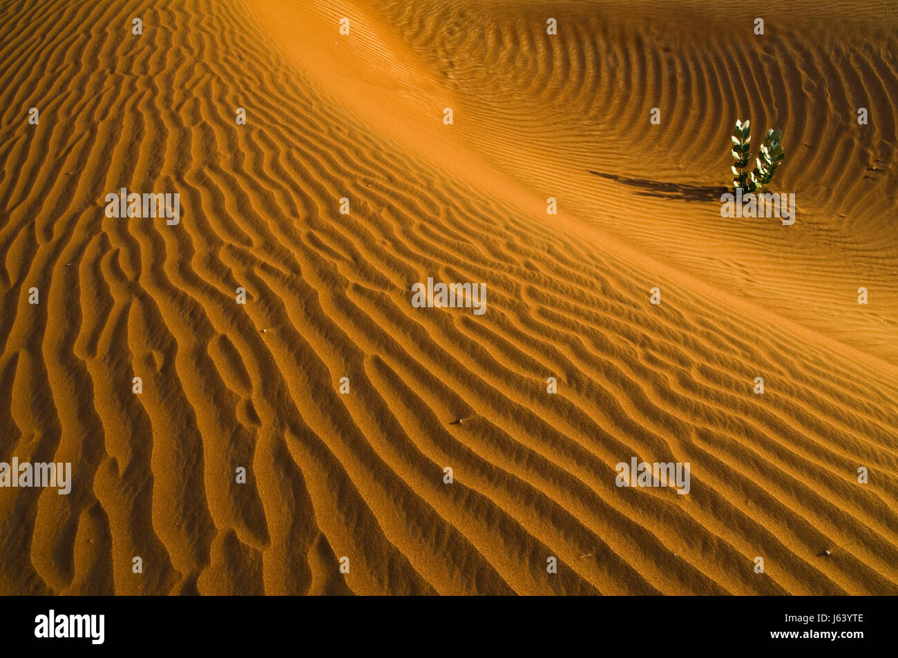 environment enviroment desert wasteland heat dune sandy desert climate ...