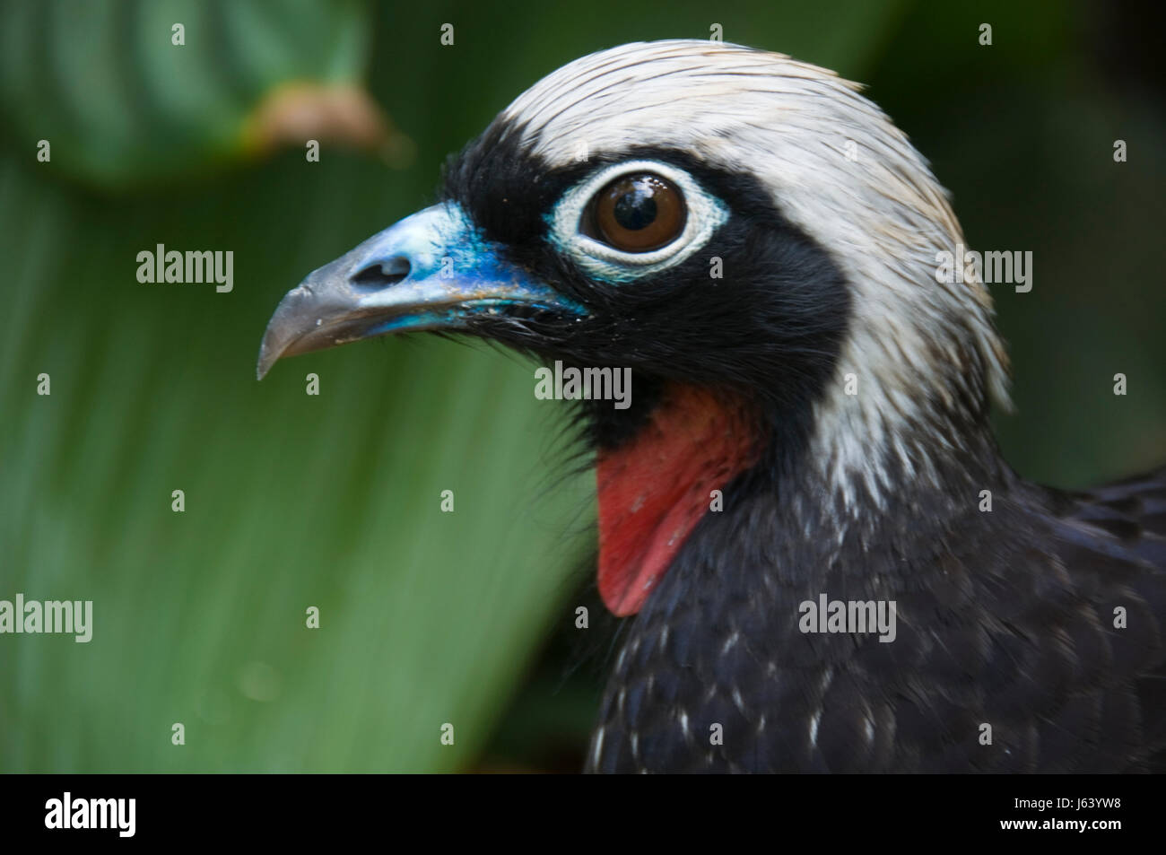 Bird of paraguay hi-res stock photography and images - Alamy