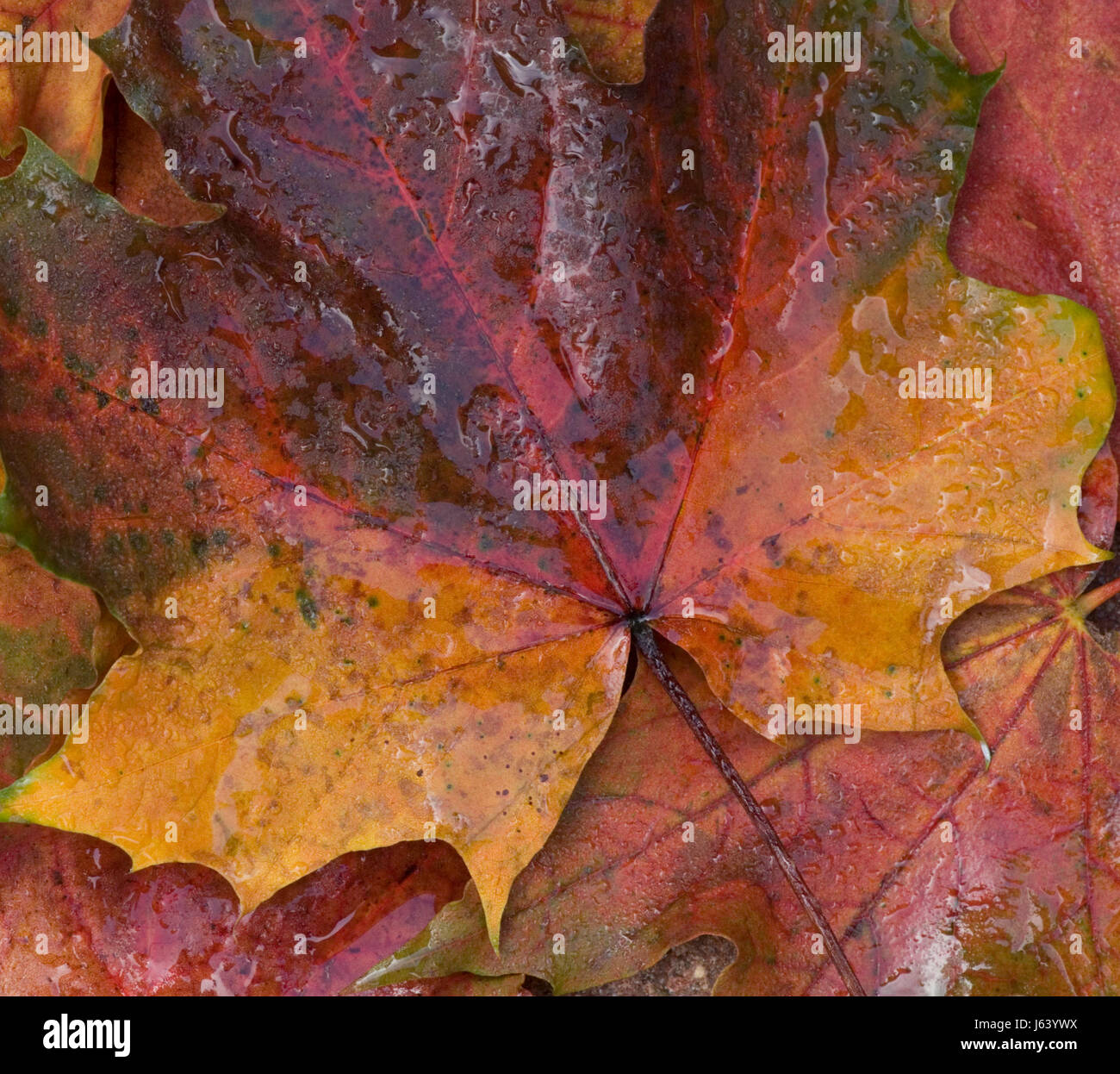 leaf dry dried up barren maple season backdrop background fall autumn ...