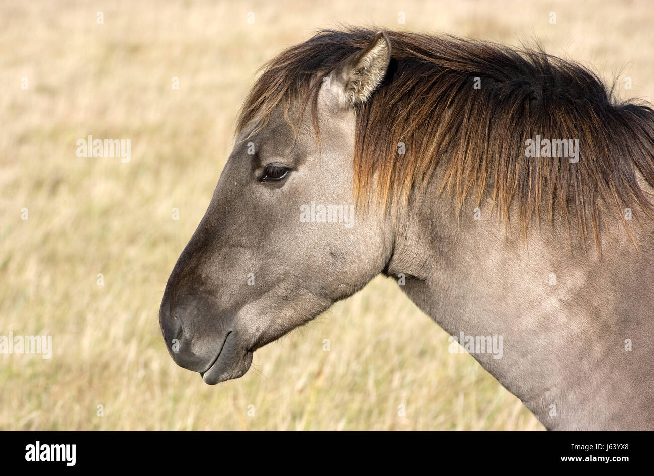 Konikpferd hi-res stock photography and images - Alamy