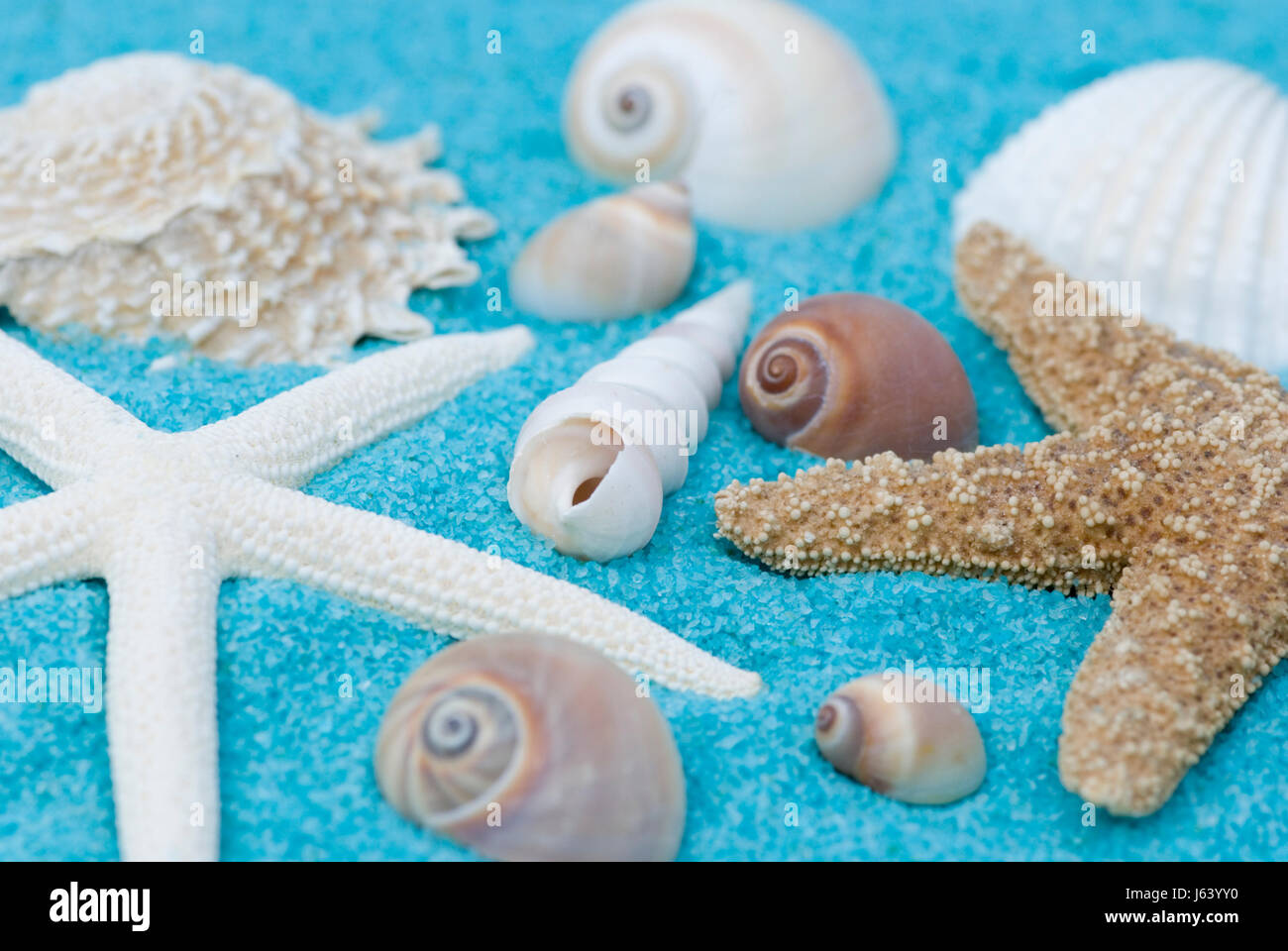 blue maritime shell starfish collection seashell assortment sands sand ...