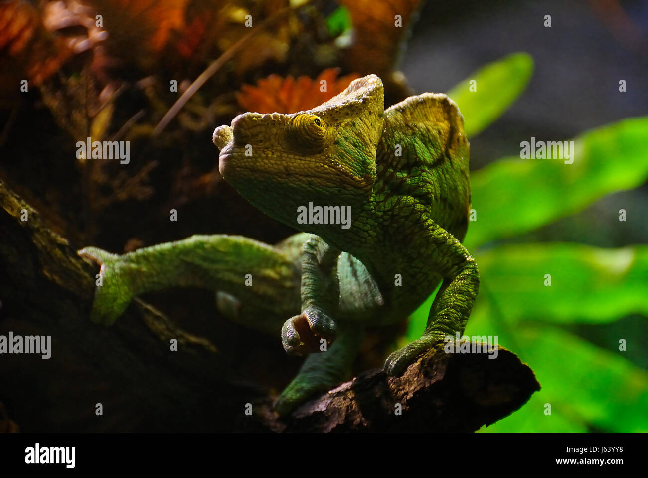 coloured to camouflage chameleon adapt customize flexible versatile ...