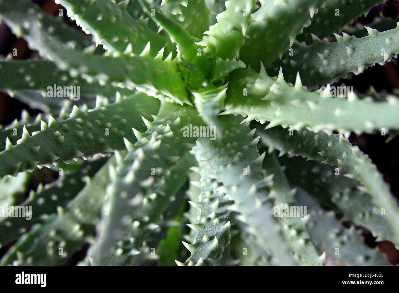 wellness aloe means agent medicine drug remedy substance cosmetics ...