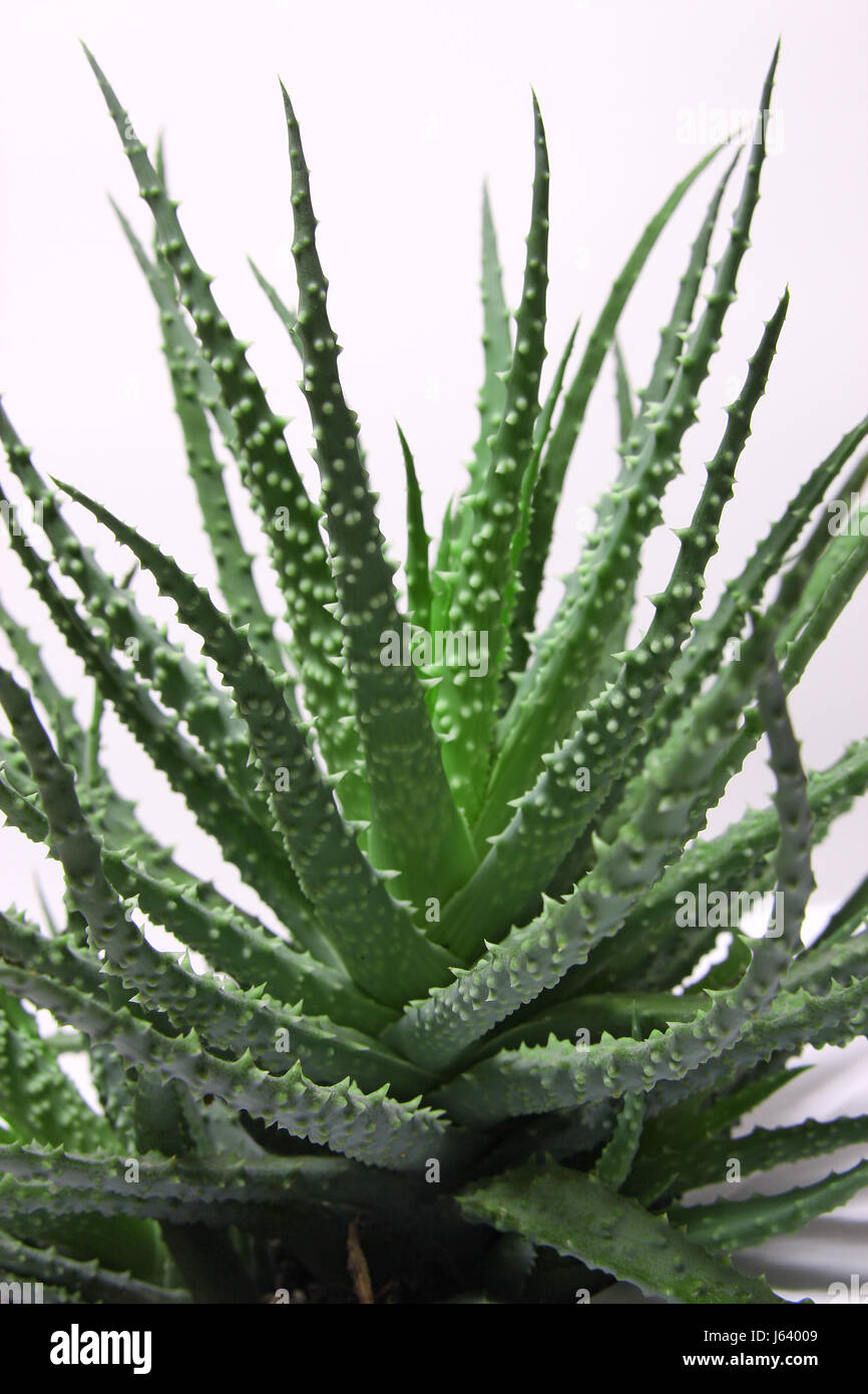 wellness aloe means agent medicine drug remedy substance cosmetics ...