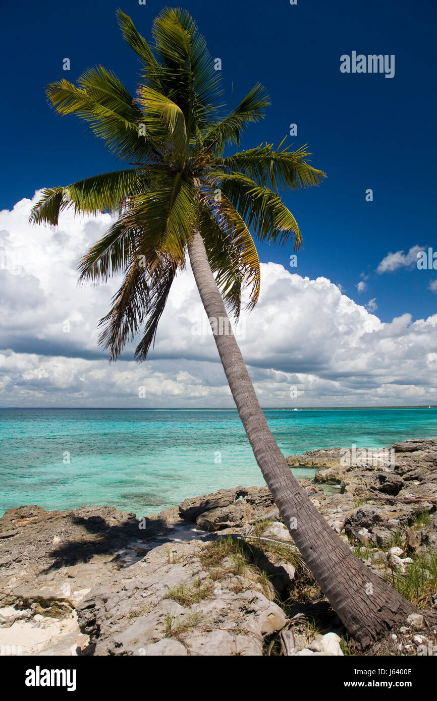 beach seaside the beach seashore rock palm tree caribbean salt water ...