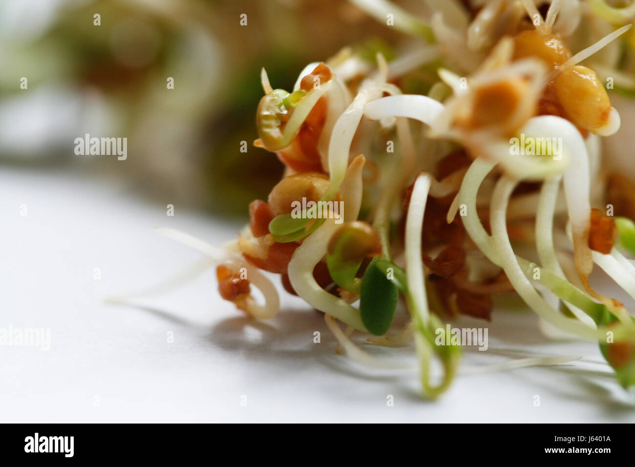 Alfalfa Germs High Resolution Stock Photography and Images - Alamy