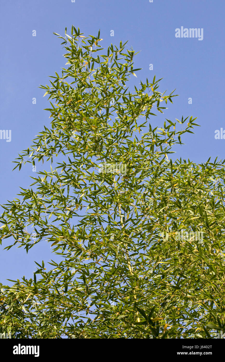 bamboo bamboo cane age elder old plant bamboo high names carved higher ...