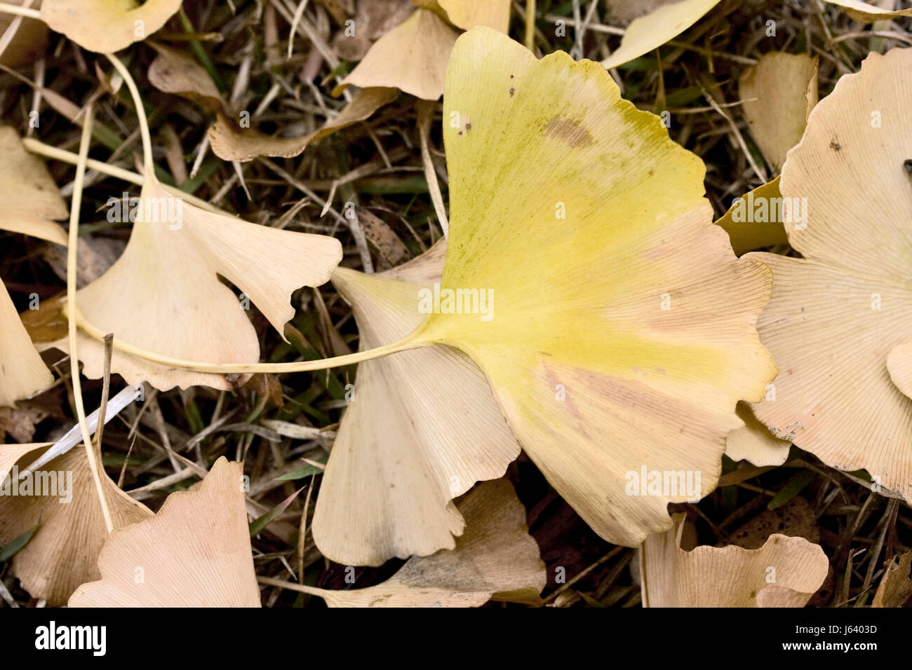 medicinal plant herbs plant leaf plant leaves flora medicinal plant ...