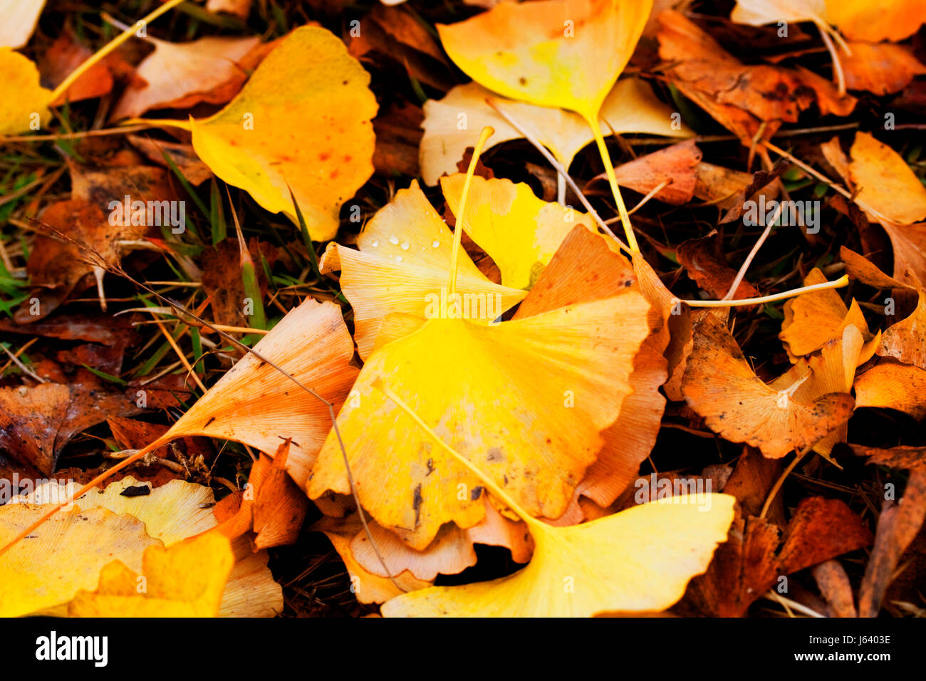 medicinal plant herbs plant leaf plant leaves flora medicinal plant ...