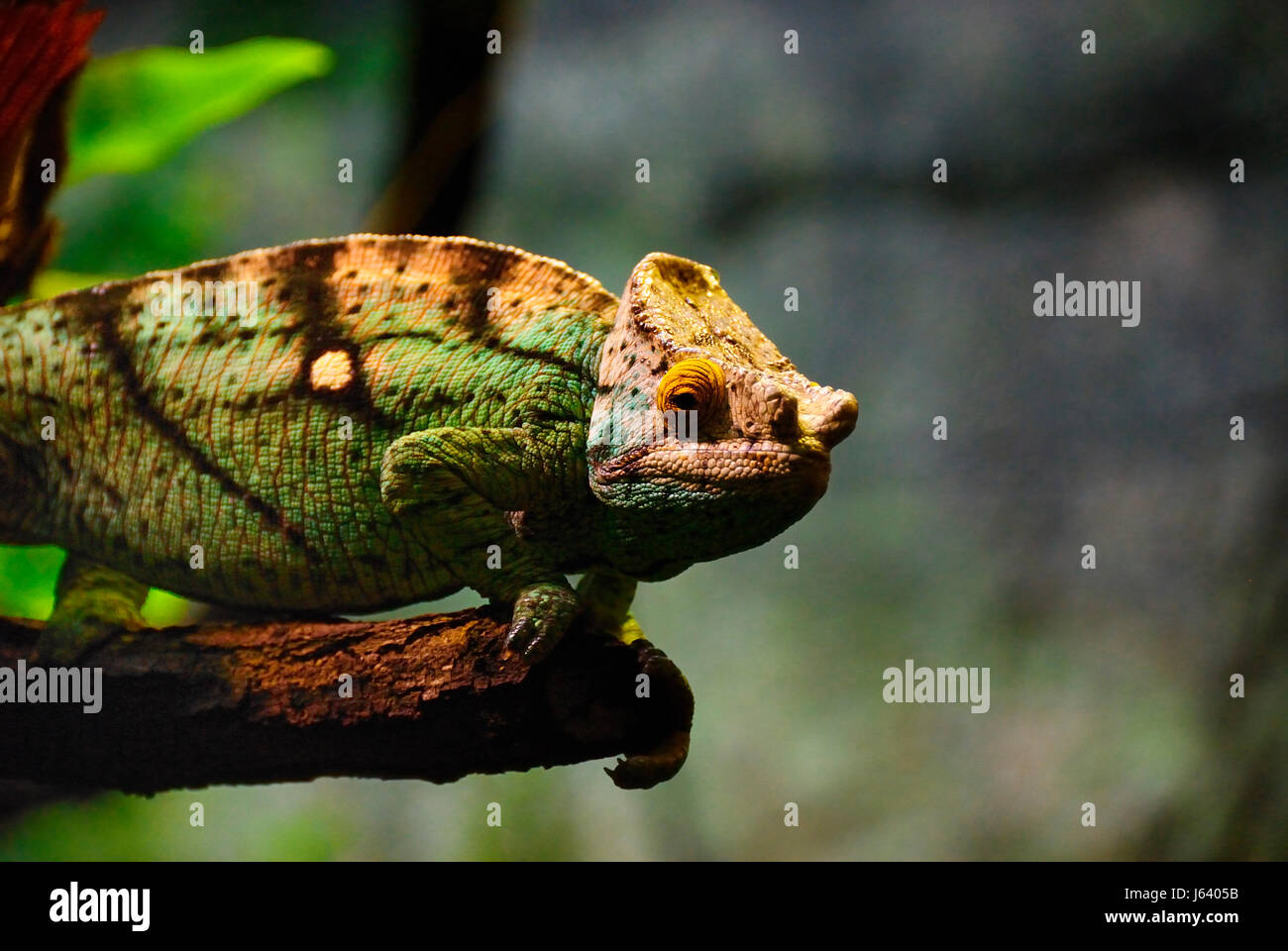 Adapt chameleon hi-res stock photography and images - Alamy
