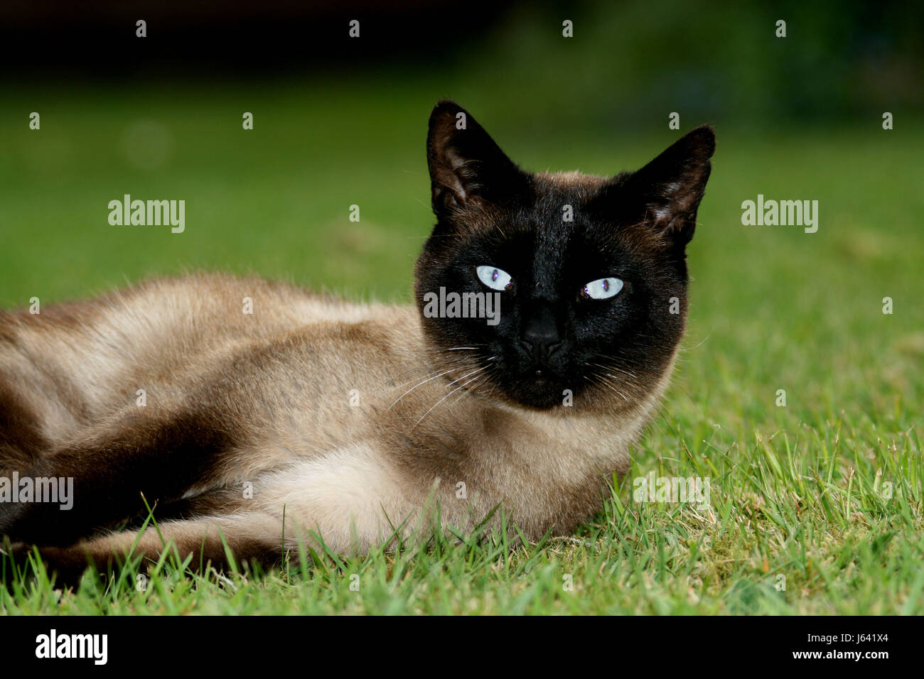 Sealpoint cat hi-res stock photography and images - Alamy
