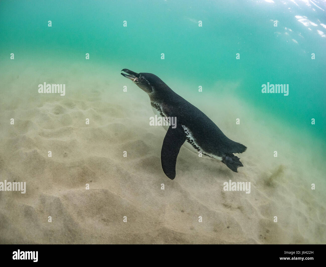 Hunting Penguins High Resolution Stock Photography and Images - Alamy