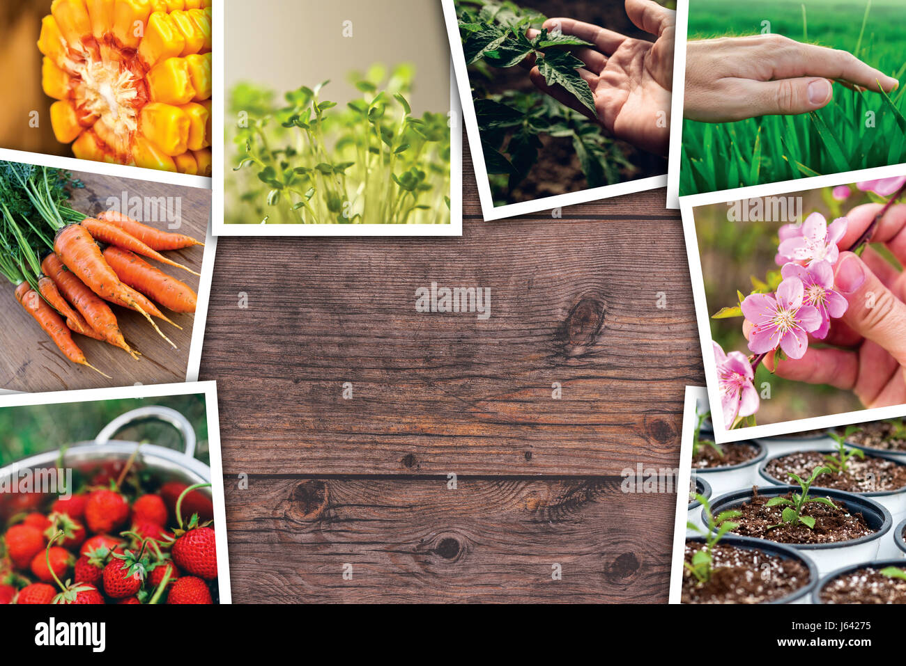 Agriculture photo collage on wooden background as copy space Stock ...