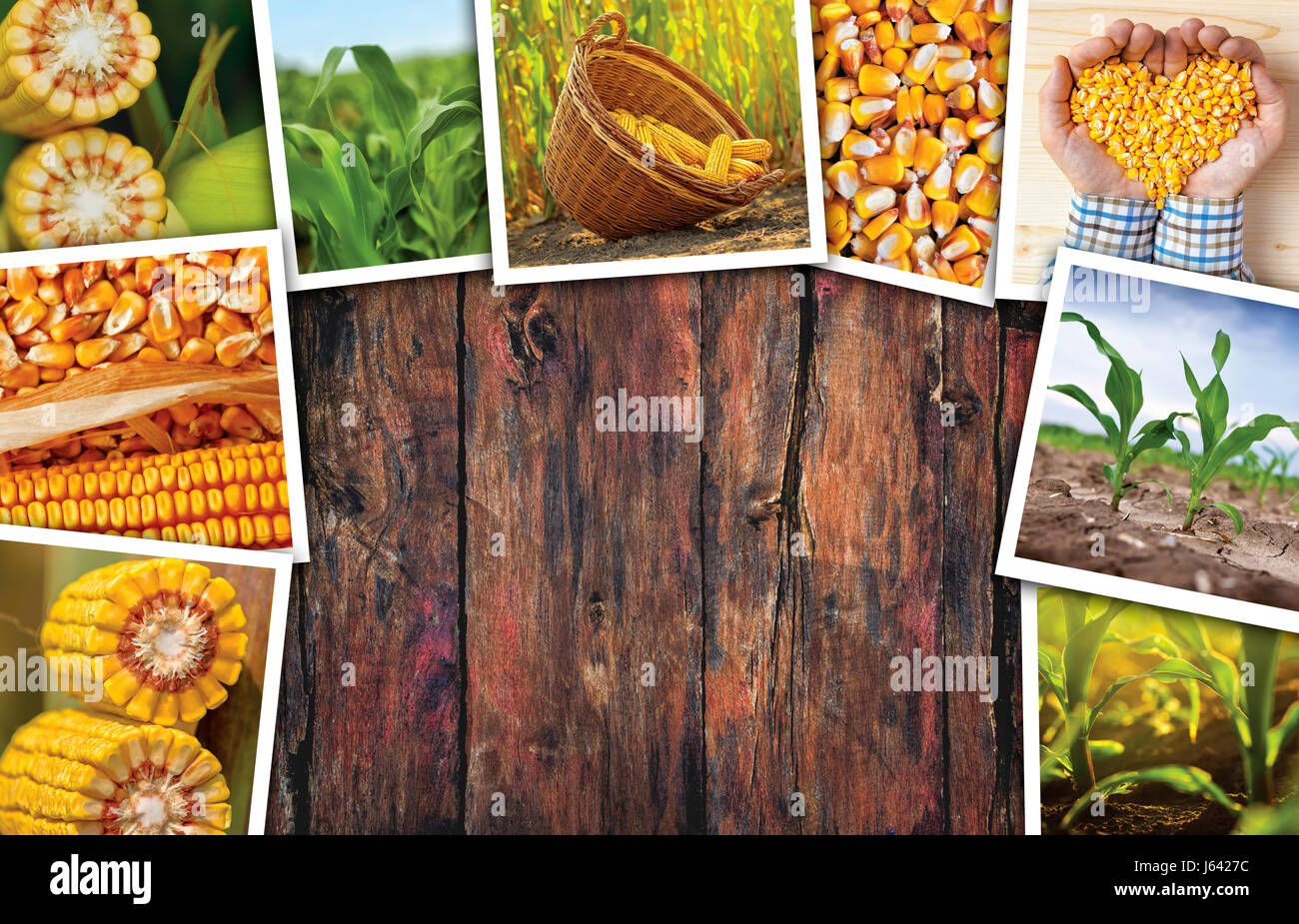 Corn in agriculture, photo collage with copy space Stock Photo - Alamy