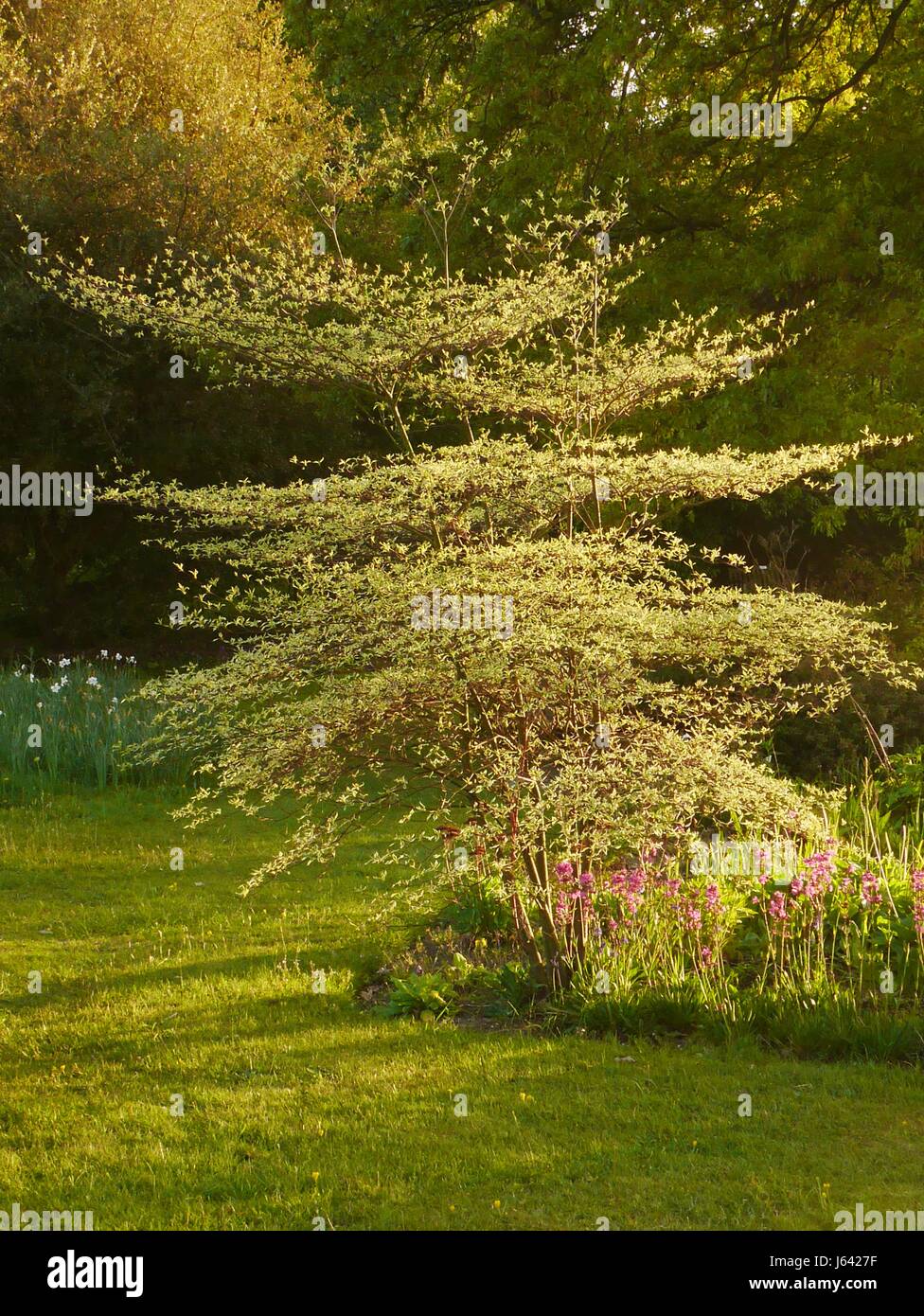 Wedding cake tree hi-res stock photography and images - Alamy