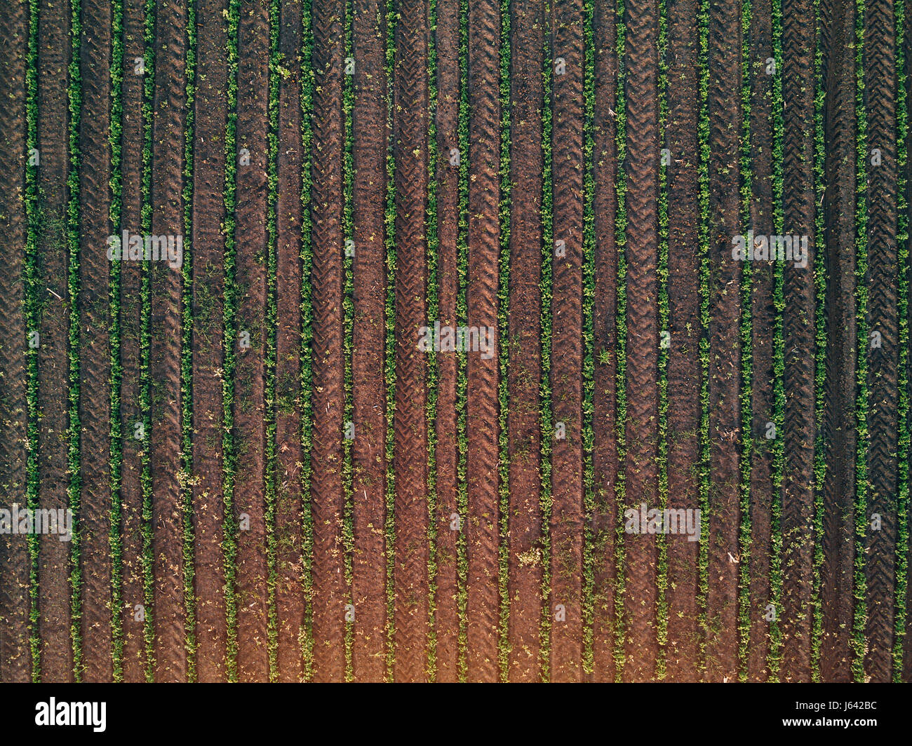 Aerial view of cultivated agricultural soybean field, drone pov top ...