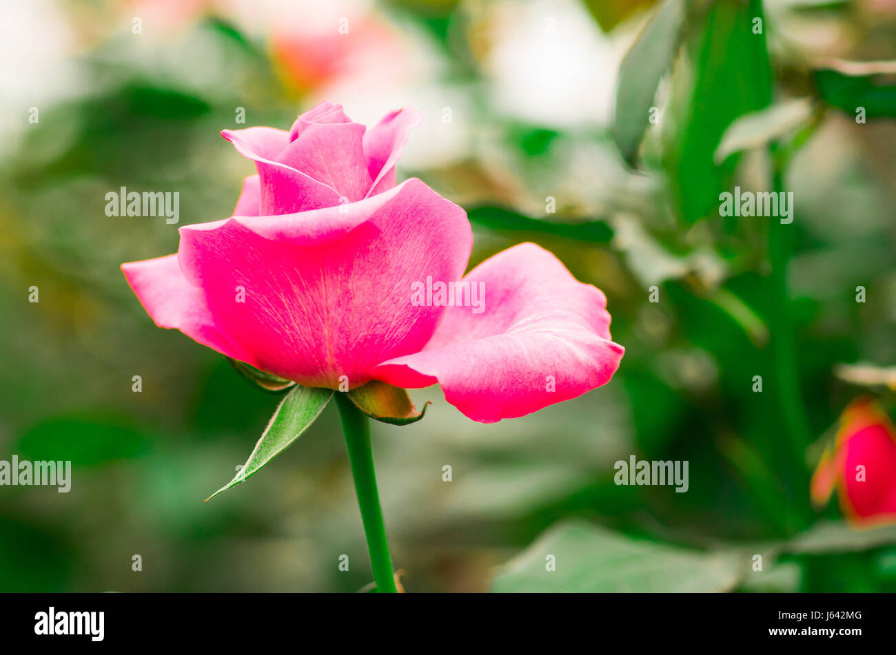 Most Beautiful Images Of Single Roses