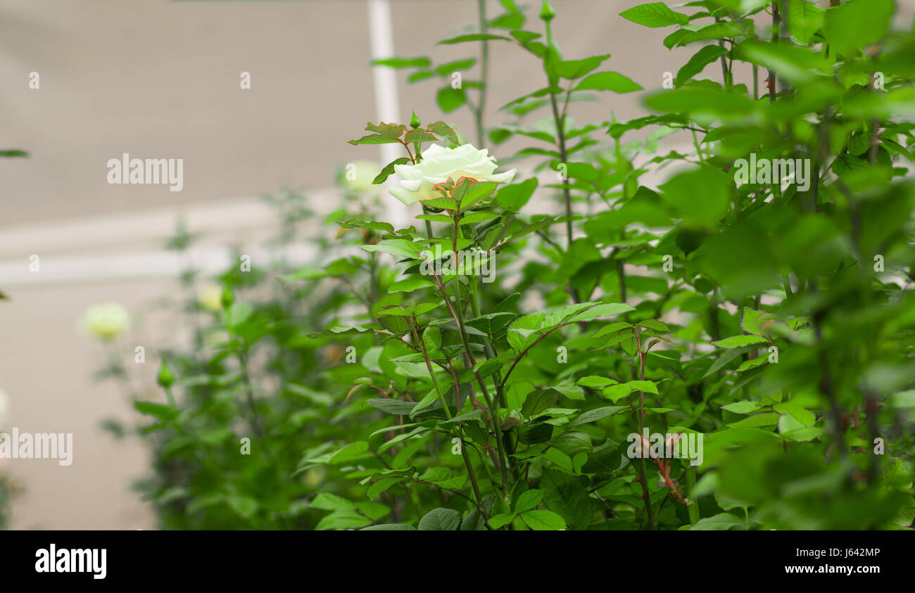 Beautiful single white rose flower in garden greenhouse Stock Photo - Alamy