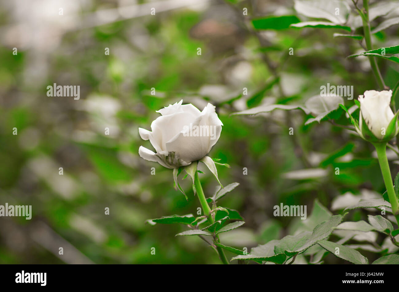 Beautiful single white rose flower in garden greenhouse Stock Photo - Alamy