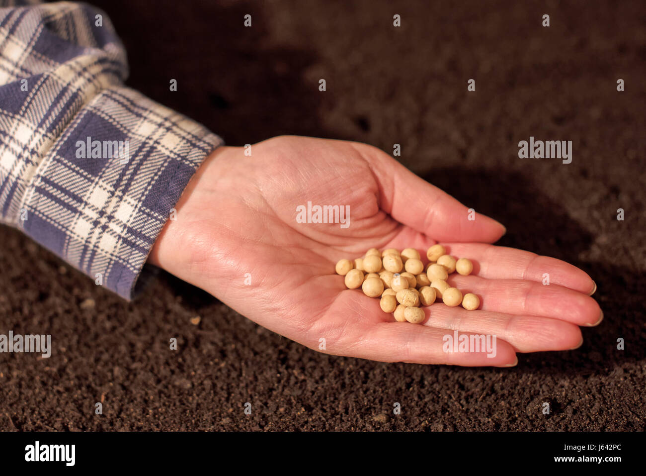 Soybean seed hi-res stock photography and images - Alamy