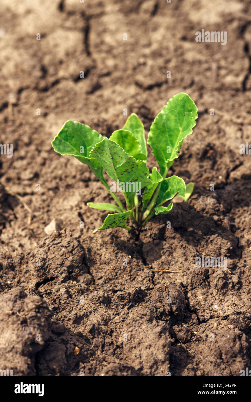 Sugar beet plant hi-res stock photography and images - Alamy