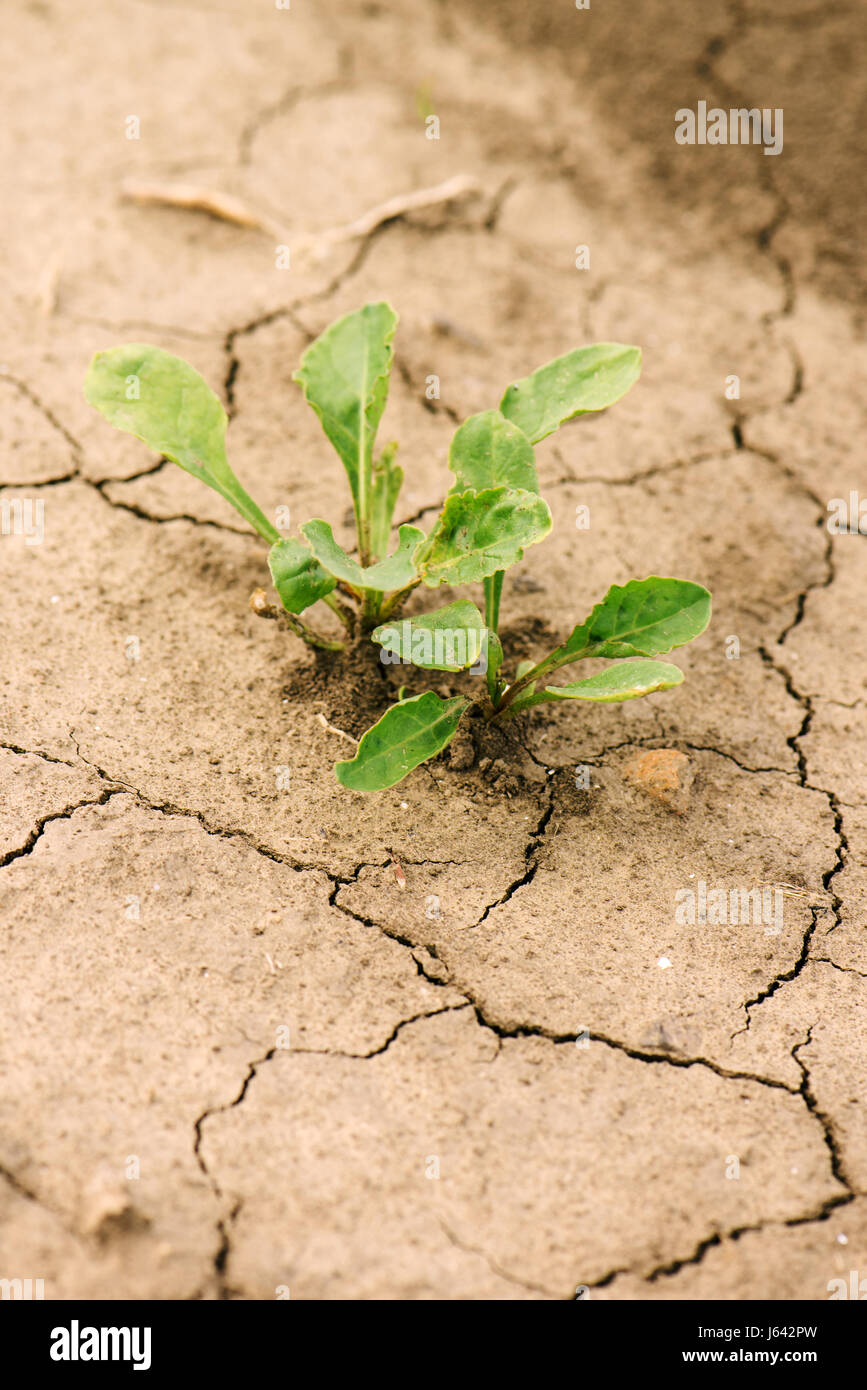 Sugar beet plant hi-res stock photography and images - Alamy