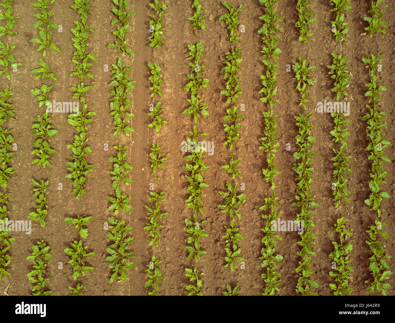 Rows of sugar beet plantation in cultivated field viewed from drone ...