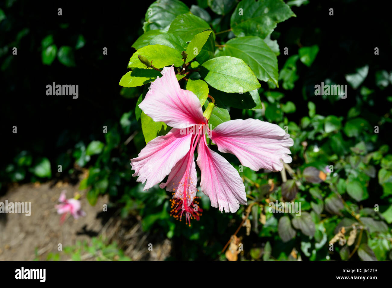 Australian hibiscus hi-res stock photography and images - Alamy