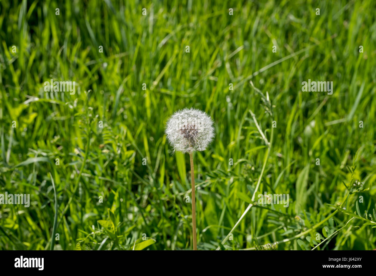 Dandelion in a meadow of green grass in spring Stock Photo - Alamy