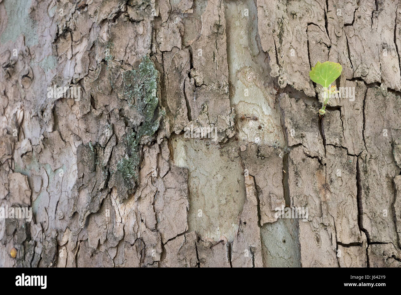 Cracked tree bark with green leaf Stock Photo - Alamy