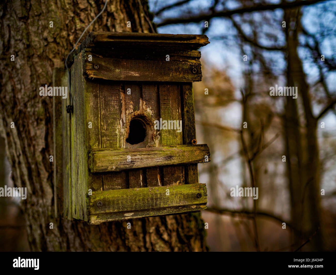 Decorative birds box hi-res stock photography and images - Alamy
