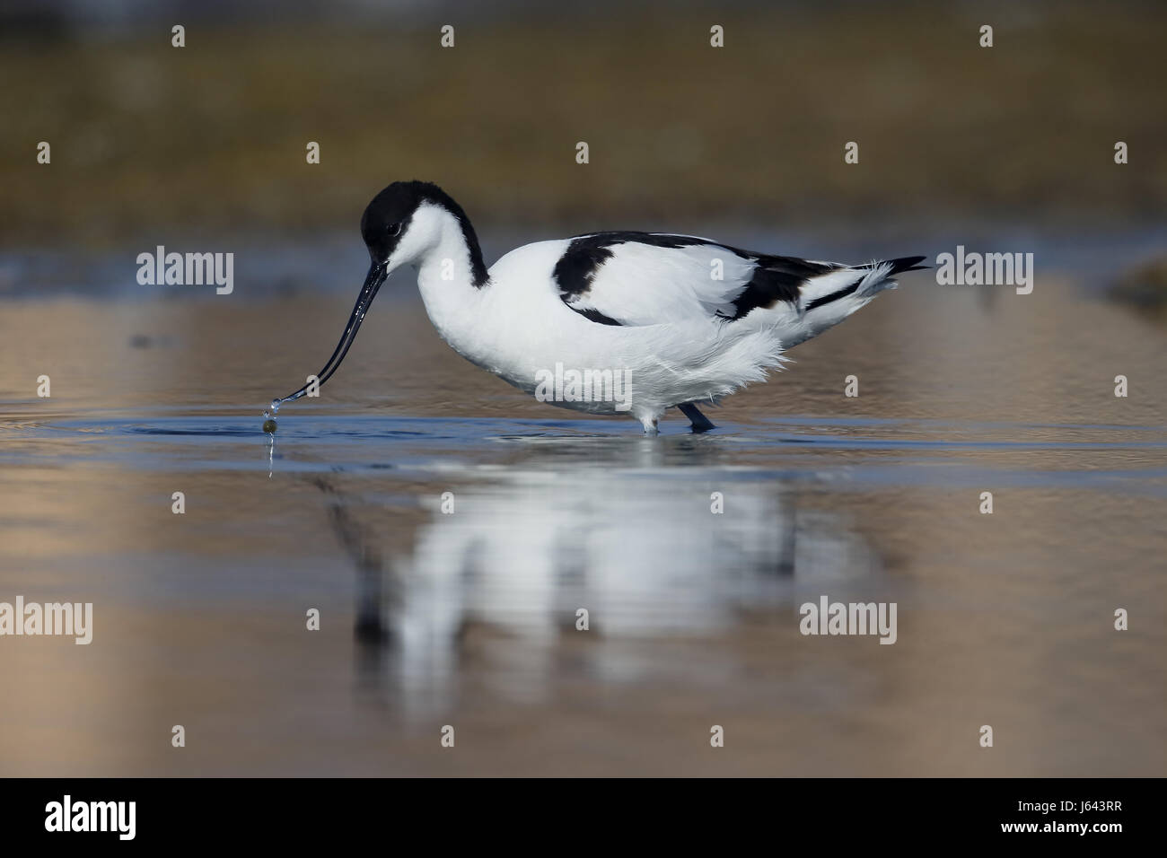Avocet, Recurvirostra avosetta, Single bird in water, Bulgaria, April ...