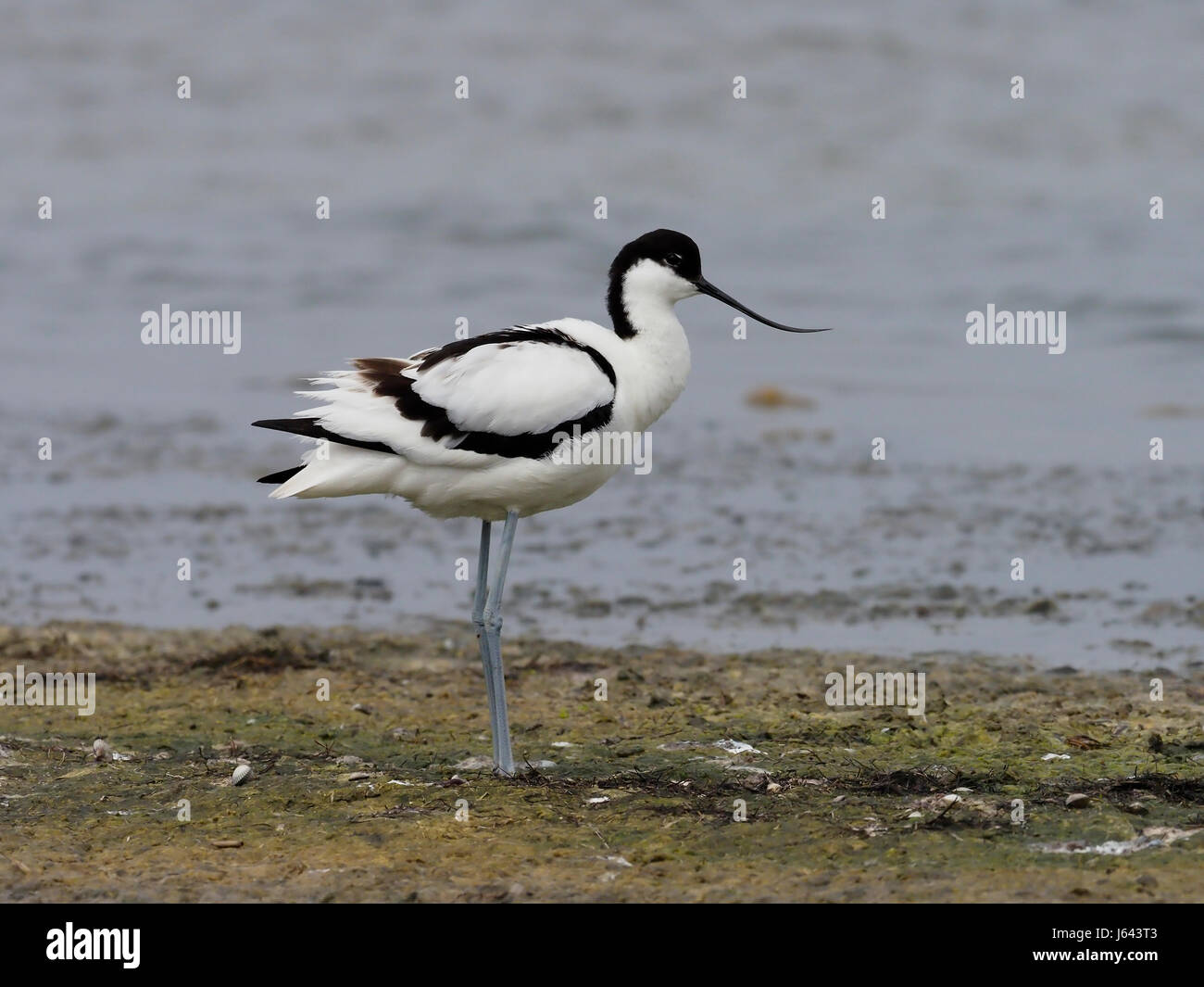 Avocet, Recurvirostra avosetta, Single bird in water, Bulgaria, April ...