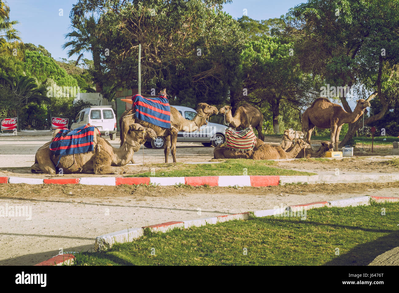 Camel view, Tanger, Marocco, Africa, 2013, Nature, aimals and beautiful ...