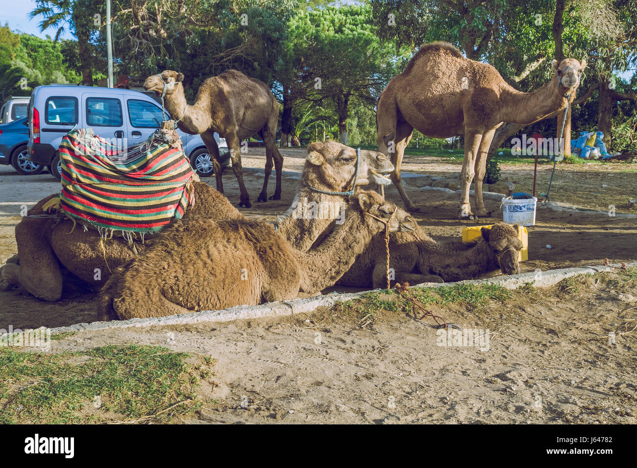 Camel view, Tanger, Marocco, Africa, 2013, Nature, aimals and beautiful ...