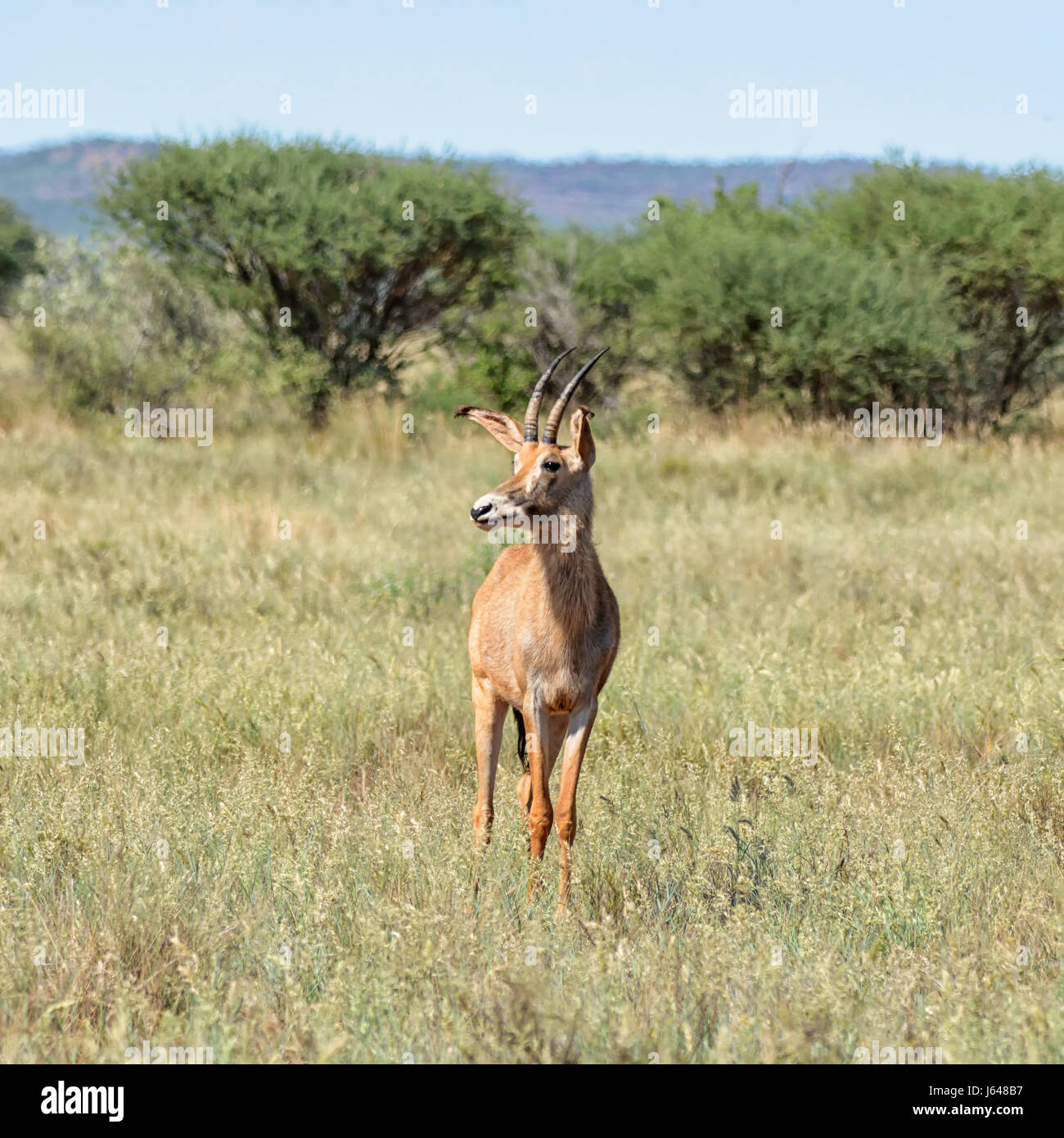 Roan antelope in Southern African savanna Stock Photo - Alamy