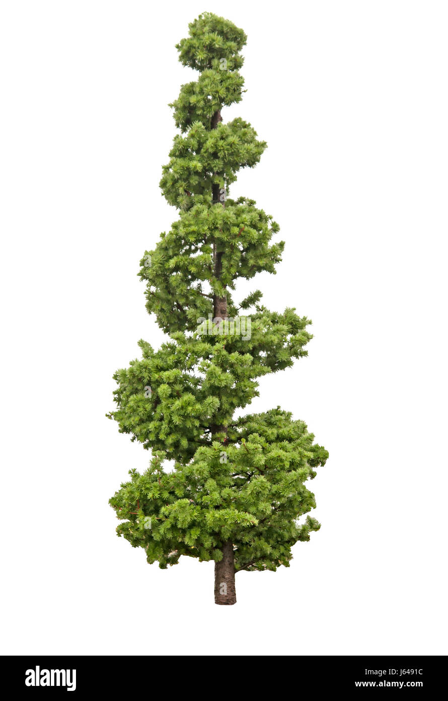 pine tree is isolated on a white background Stock Photo - Alamy
