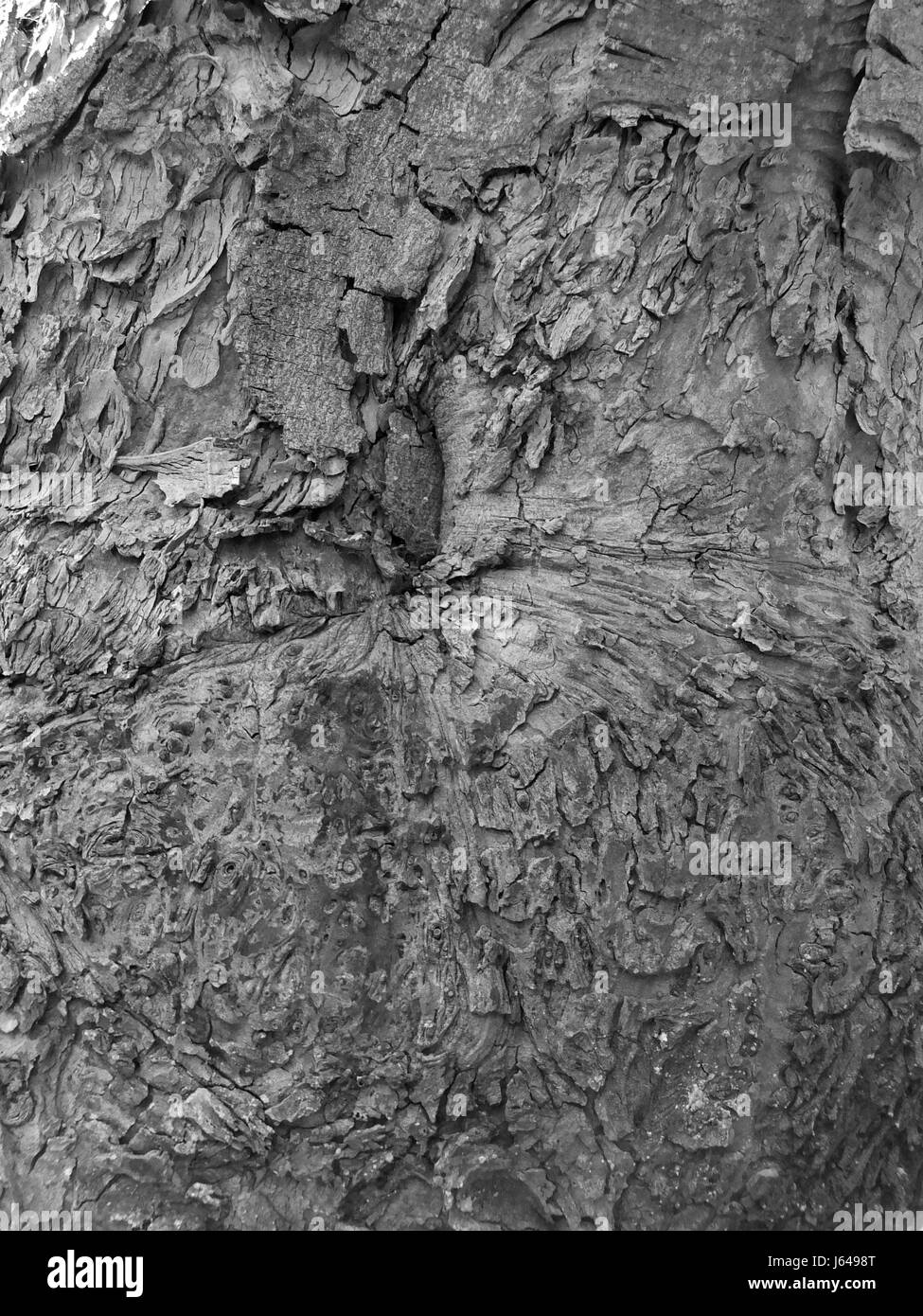 Grey moss texture Black and White Stock Photos & Images - Alamy