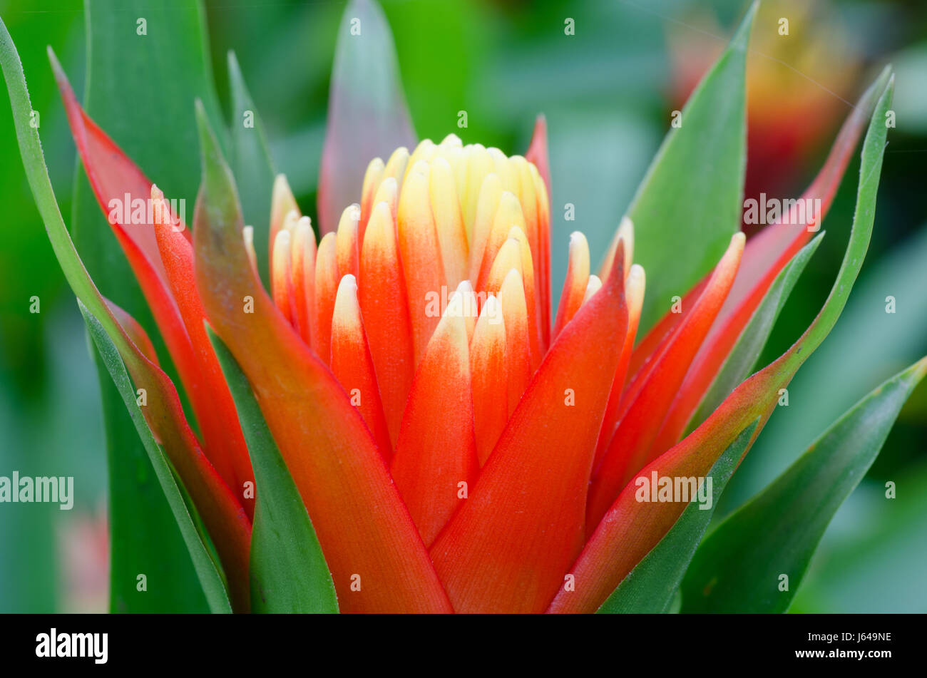 Beautiful bromeliad flower hi-res stock photography and images - Alamy