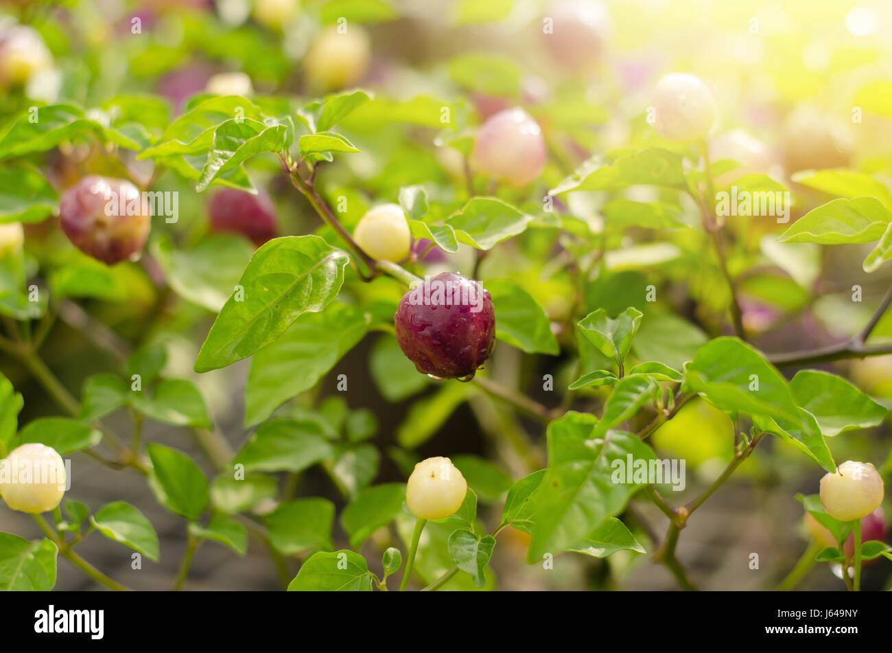 Ornamental pepper hi-res stock photography and images - Alamy