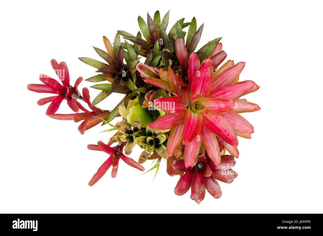 different bromeliad in pot isolated on white background Stock Photo - Alamy